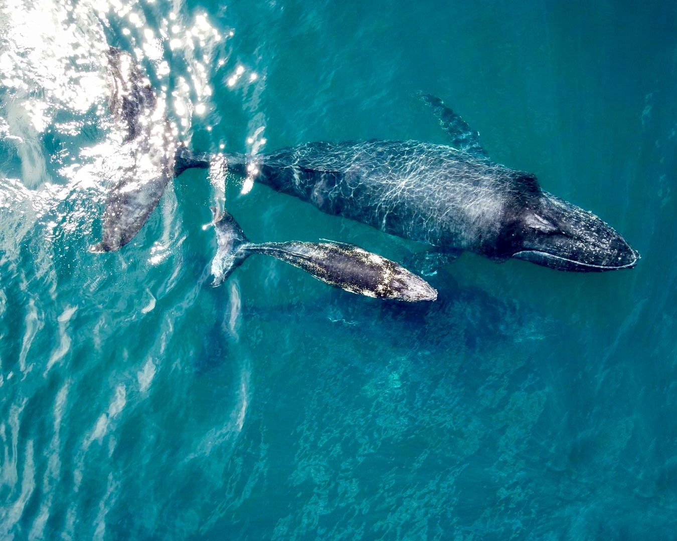 Tour de avistamiento de ballenas, Isla Mogo Mogo | Isla Contadora